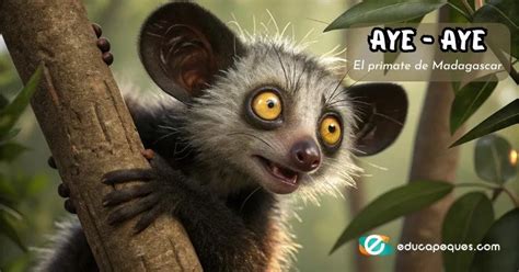 Aye Aye El Primate Más Extraño Del Mundo