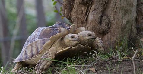 Kianga The Incredible Two Headed Sulcata Tortoise Album On Imgur
