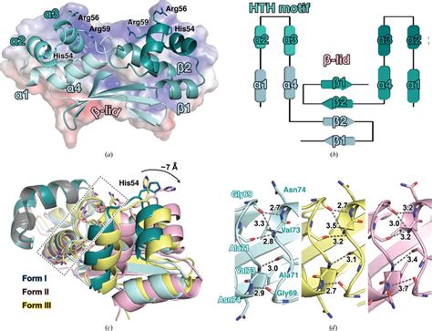Crystal Structure Of Mt Higa2 A Crystal Structure Of The Mt Higa2