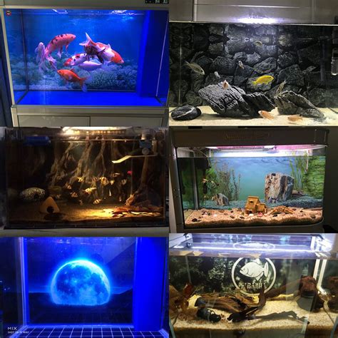 Pegatina De Fondo 3d Hd Para Acuario Varios Tamaños Accesorios De