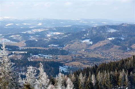 햇빛에 의해 빛나는 장엄한 화이트 스프루 스 화려하 고 아름 다운 겨울 장면입니다 위치 장소 카 르 파티 아 국립 공원