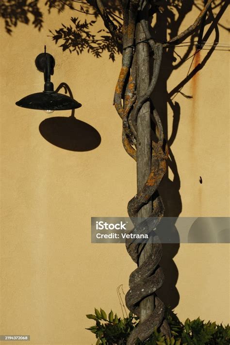 골든 아워 동안 오버 헤드 펜던트 조명으로 베이지 색 벽에 그림자를 드리우는 뒤틀린 나무 줄기 0명에 대한 스톡 사진 및 기타 이미지 Istock