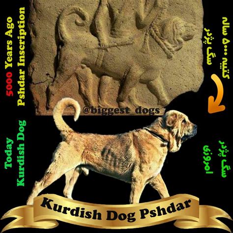 Assyrian Dog Breed Perros Bichos