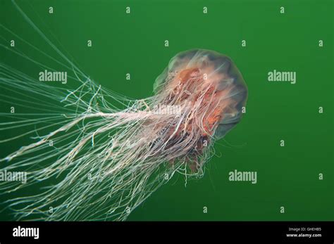 Giant Jellyfish Giant Jellyfish Spotted Giant Jellyfish Same Size As