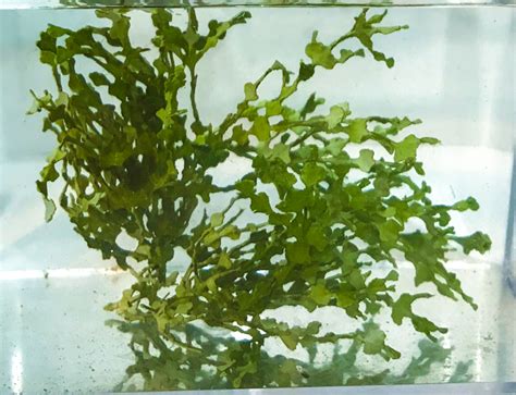 Halimeda Macroalgae For Sale Saltwater Plants Macro Algae