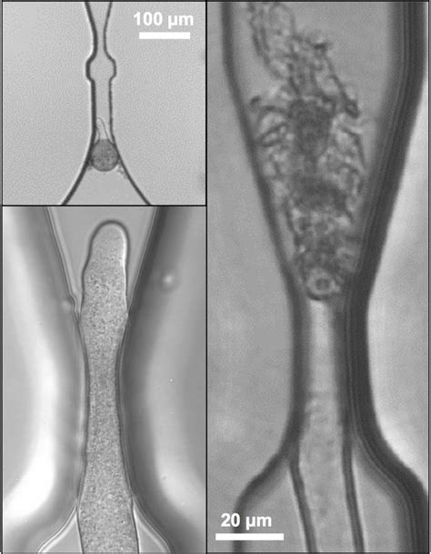 Gallery Tantalizing Images Of Plant Sex Page 2 Live Science