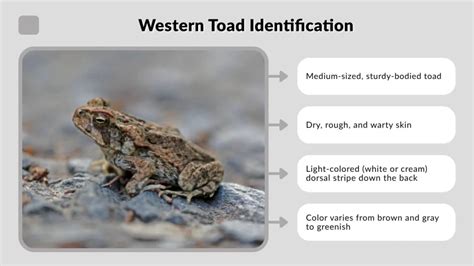 Western Toad Identification Habitat Size Diet And Facts