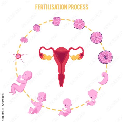 Infographic of pregnancy stages with process of fertilization and ...