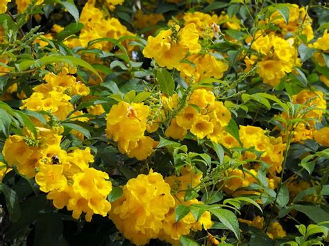 Let There Be Height 12 Flowering Vines To Adorn Walls Trellises And