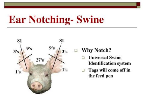 Ppt Animal Identification Systems Powerpoint Presentation Id2498540