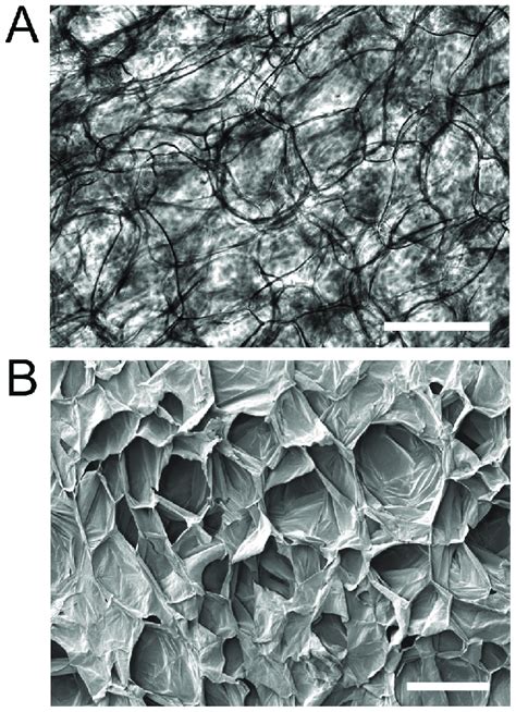 Decellularized Cellulose Scaffolds A Phase Contrast Image Of Download Scientific Diagram