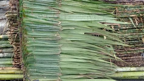 Anahaw Leaves And Nipa Shingles Pawid Available Pawid 4ft Anahaw Cogon Grass Kugon Pre