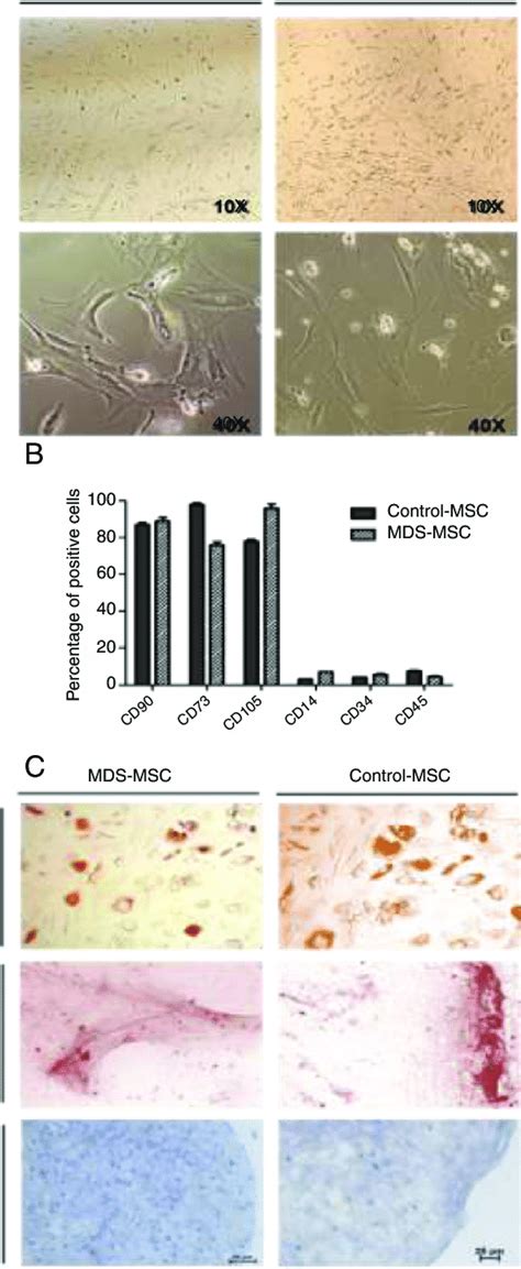 Msc Characterization A Representative Light Microscopy Images