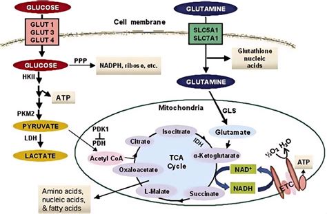 Metabolic Enzymeprotease 第 48 页 美仑生物