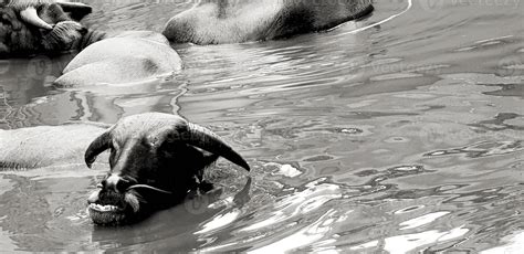 Muchas Vacas O Búfalos Nadan En Lagos O Ríos Con Espacio De Copia Correcto En Blanco Y Negro