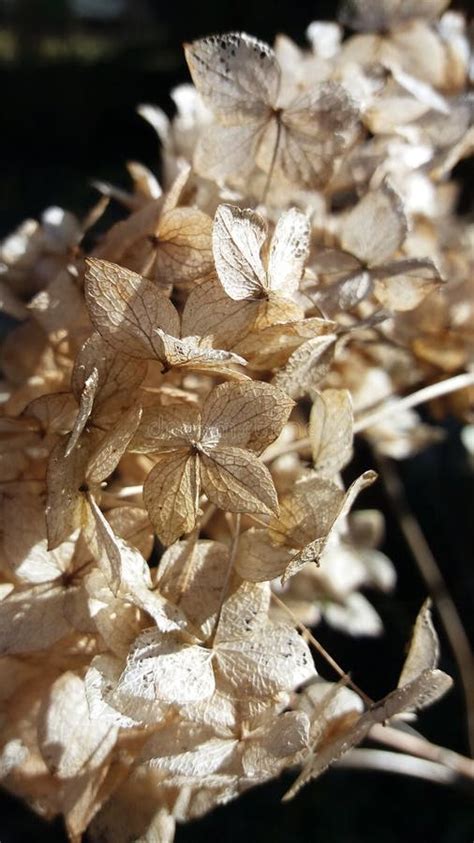 Beautiful Dry Dead Flower Of Hydrangea Stock Image Image Of Newscast