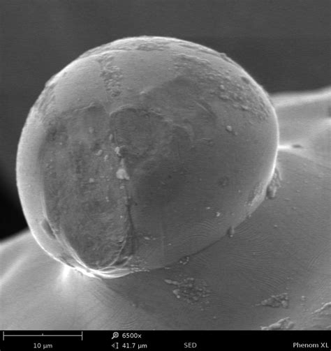 Sem Image Using Secondary Electron Detector Ata Scientific