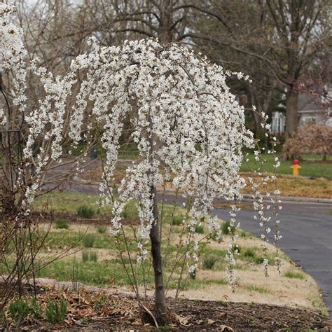 Prunus Snow Fountains Weeping Cherry Tree Sugar Creek Gardens Sugar