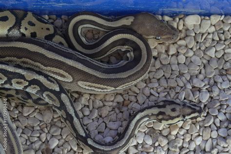 Python Regius Commonly Known As The Ball Python Or Royal Python Is A Species Of Non Venomous