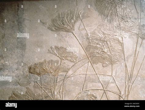 Fossil Crinoids Crinoids Or Sea Lilies Are Marine Echinoderms That Have Been In Existence For