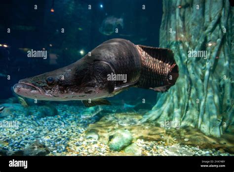 Arapaima Aquarium