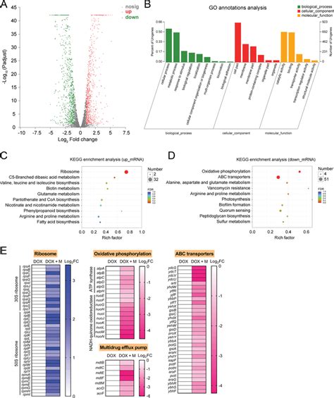 Transcriptome Analysis Of E Coli B2 After Exposure To Doxycycline