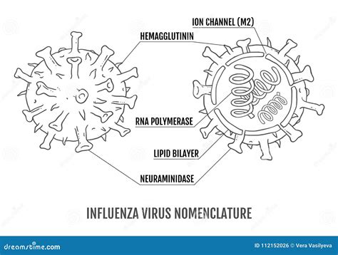 Structure Of The Influenza Virion Virus Vector