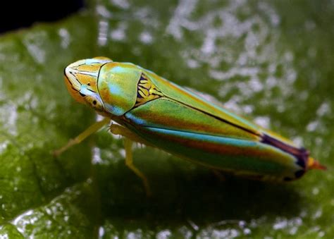 Colorful Leaf Hopper Graphocephala Versuta Colorful Leaves Insect