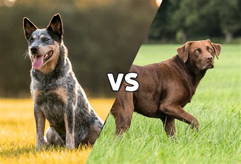 Red Heeler Yellow Lab Mix