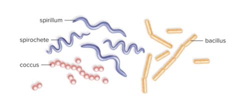 Chapter 4 Cell Structure And Function Section 4 2 Prokaryotic Cells Flashcards Quizlet