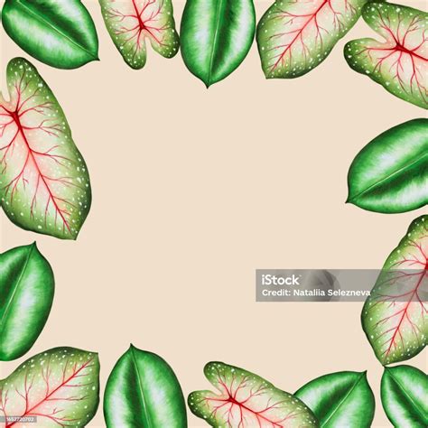 사실적인 열대 잎이 있는 수채화 프레임 몬스테라 칼라듐 무화과나무 잎의 그림은 흰색 배경에 분리되어 있다 아름 다운 식물 손으로