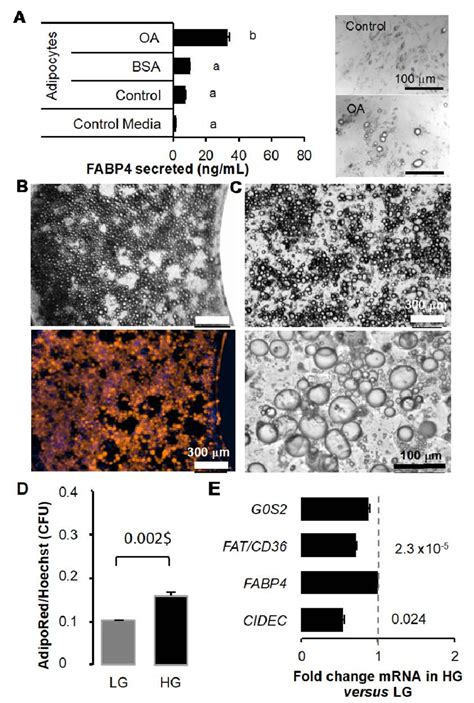 Lipolytic Adipocytes Inhibit The Induction Of Adipogenesis A Human Download Scientific