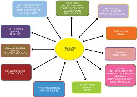 Pparγ Target Genes In Prostate Cancer Thirty Eight Pparγ Genes