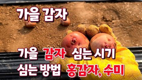 가을 감자 심는 시기 봄감자와는 다른 가을 감자 심는 방법 저절로 싹이 올라온 홍감자와 또 다른 감자 수미 감자 싹틔워 심기