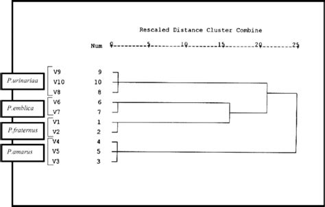 Aflp Dendrogram Using Average Linkage Within Groups Showing Genetic