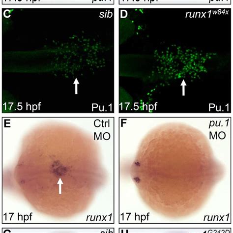 pu 1 initiates the expression of runx1 whereas runx1 suppresses