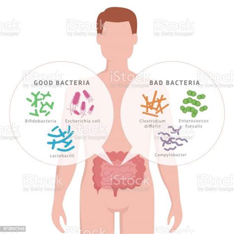 좋은 박테리아와 나쁜 박테리아 인간의 창 자에 Bifidobacteria Lactobacilli 병원 성 대장균 Campylobacter Enterococcus