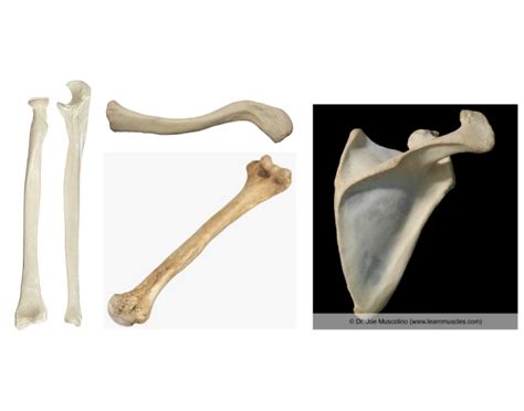 Upper Appendicular Labeling Quiz Upper Appendicular Labeling Quiz