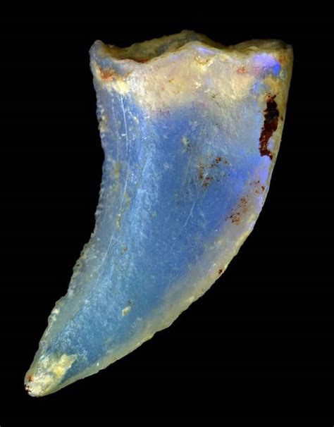 Opalized Dinosaur Tooth Neatorama