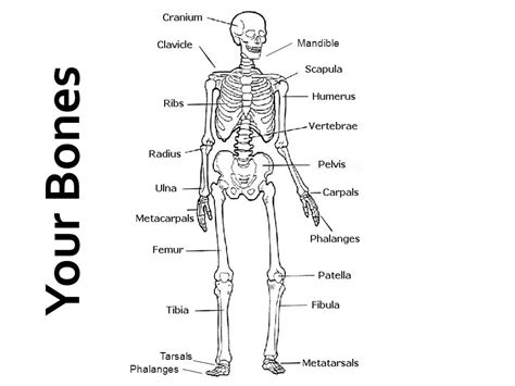 Free Dem Bones Worksheet Download Free Dem Bones Worksheet Png Images Free Worksheets On