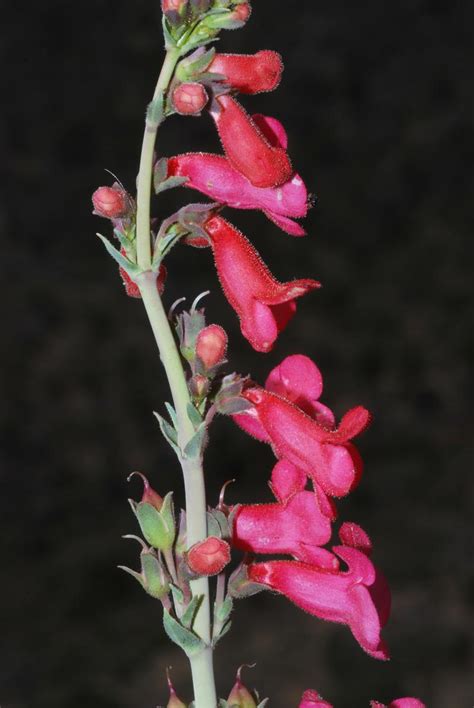 Plantaginaceae Image Gallery