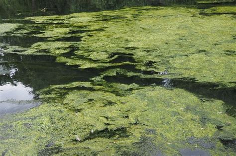 Algae Floating On Water