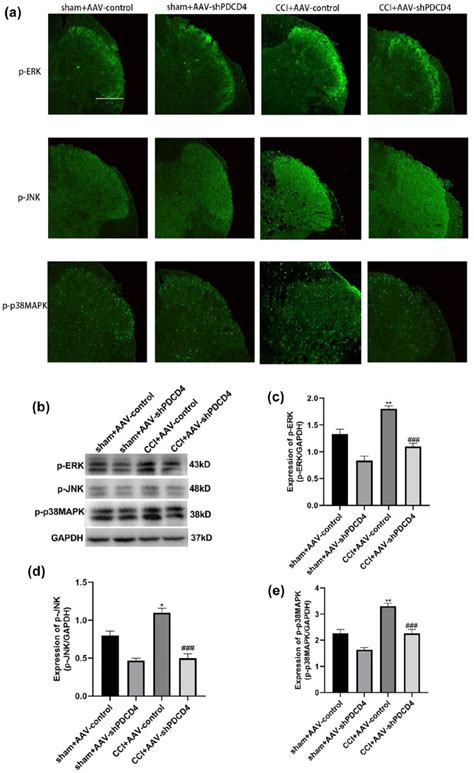Pdcd4 Inhibition Alleviates Neuropathic Pain By Regulating Spinal