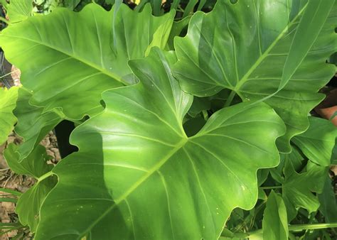 Philodendron Giganteum All About The Giant Leafy Houseplant