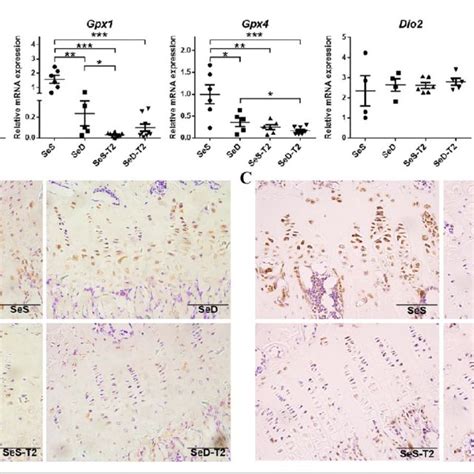 Comparison Of Articular Cartilage Extracellular Matrix Metabolism Among