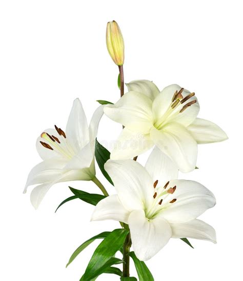 White Lily Flower Stock Image Image Of Lilies White 116881069