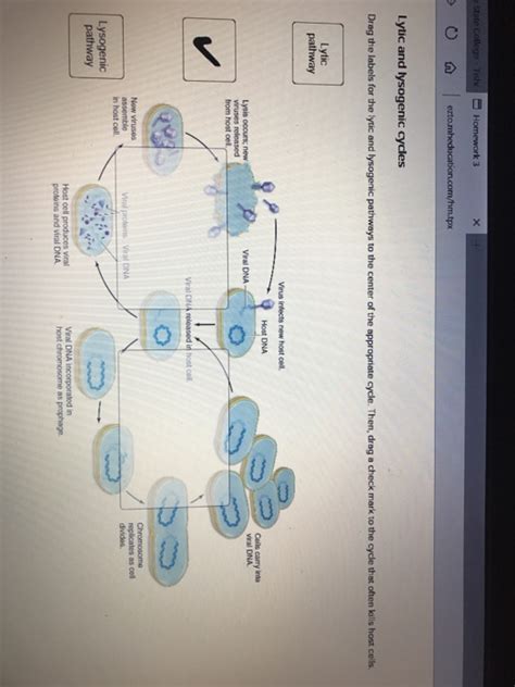 Solved k 3 0仚 Lytic and lysogenic cycles Drag the labels for Chegg com