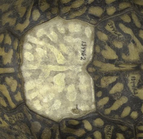Collections Core Turtle Shells Amnh