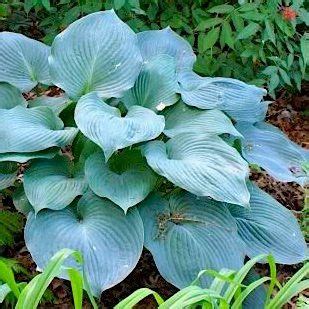 Hosta Blue Angel Hosta Blue Angel Hostas Pathways