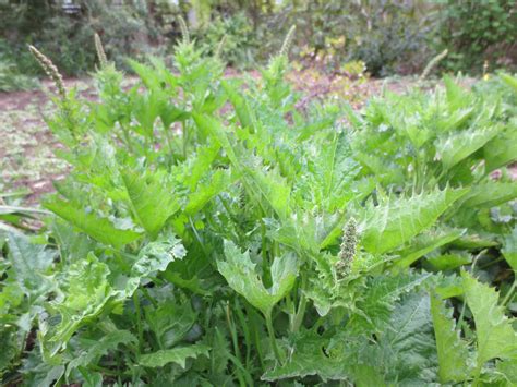 Chenopodium Californicum California Goosefoot Larner Seeds